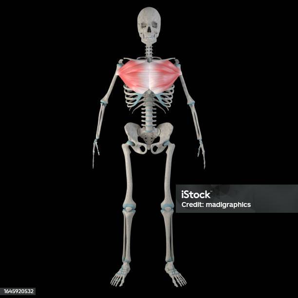 Ilustrasi 3d Otot Pectoralis Mayor Pada Tubuh Manusia Lakilaki Foto ... Ilustrasi 3d Otot Pectoralis Mayor Pada Tubuh Manusia Lakilaki Foto ...