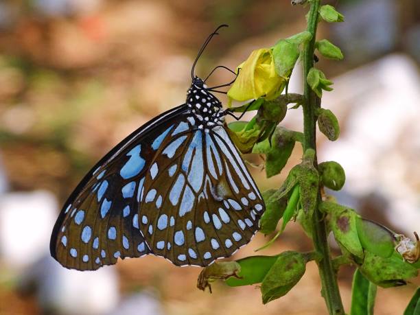 Free Stock Photo of Blue Butterfly Perched on Green Leaf | Download ...