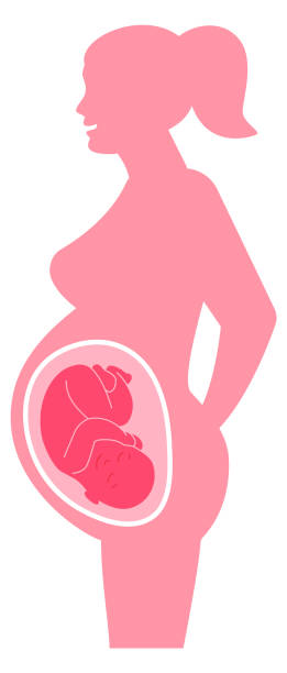 50+ A Placenta Clip Art Stock Illustrations, Royalty-free Vector