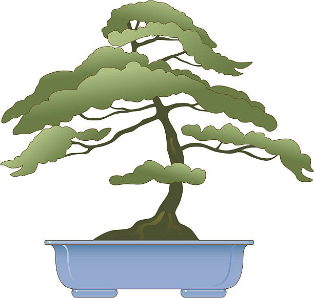 370 Bonsai Tree On White Background Stock Illustrations Royalty Free 370-bonsai-tree-on-white-background-stock-illustrations-royalty-free