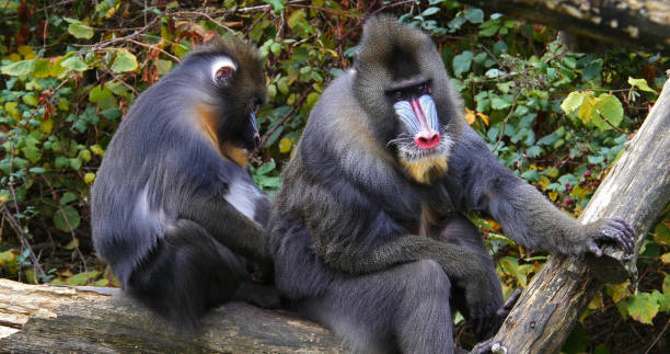 Free Stock Photo of Male Mandrill | Download Free Images and Free ...