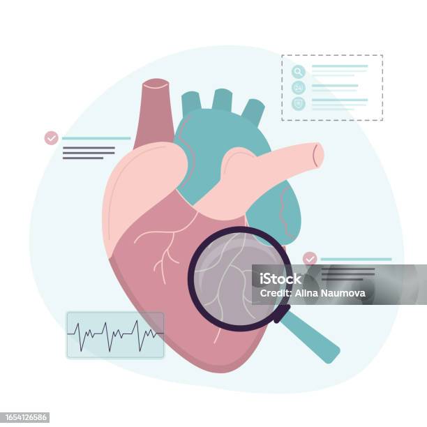 Human Heart Checkup With Magnifying Glass Cardiogram Cardiology Medical