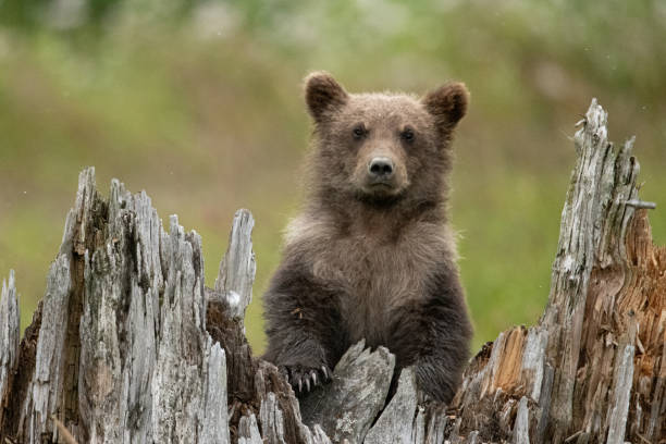 30,000+ Free Baby Bear & Baby Images - Pixabay