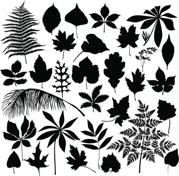 150+ Magnolia Tree Bloom Silhouette Stock Illustrations, Royalty-Free ... 150+ Magnolia Tree Bloom Silhouette Stock Illustrations, Royalty-Free ...