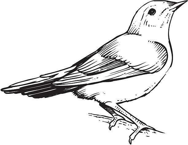 40+ Bird Sketch Outline Warbler Stock Illustrations, Royalty-Free ... 40+ Bird Sketch Outline Warbler Stock Illustrations, Royalty-Free ...