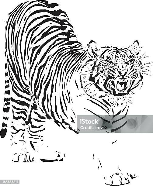 Tiger 일러스트 걷기에 대한 스톡 벡터 아트 및 기타 이미지 걷기 고양잇과 독치아 Istock