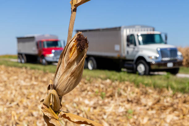 Free photo "Corn Stalk"