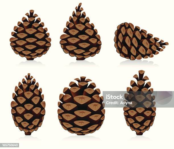 Pine Cone向量圖形及更多松果圖片 松果 矢量圖 插圖 Istock