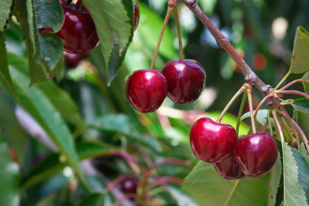 Free Stock Photo of Cluster of Cherries Hanging From a Tree | Download ...