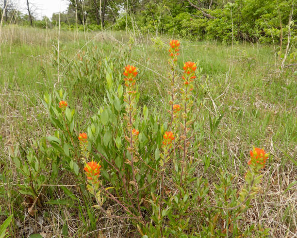 Free picture: yellow, orange, prairie, paintbrush, flowers, castilleja ...