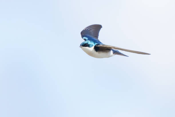 Bird Tree Swallow Ornithology - Free photo on Pixabay - Pixabay