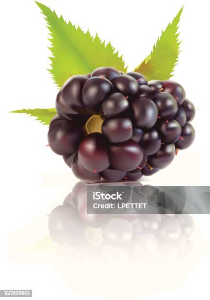 Blackberry벡터 일러스트레이션 보이센베리에 대한 스톡 벡터 아트 및 기타 이미지 보이센베리 건강한 식생활 과일
