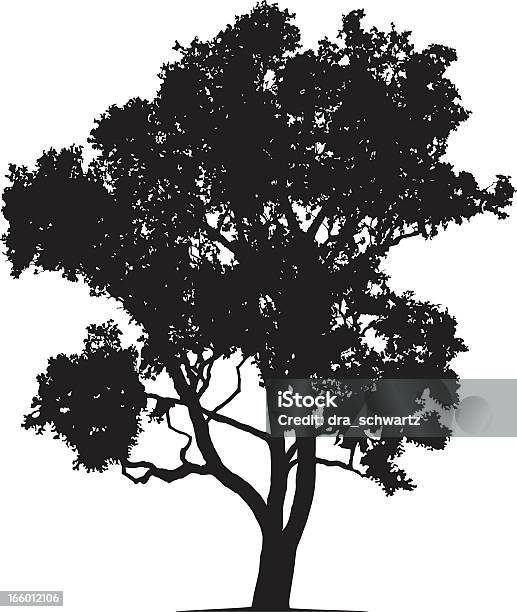 Eucalyptus Tree Silhouette Vector向量圖形及更多尤加利樹圖片 尤加利樹 森林 樹 Istock