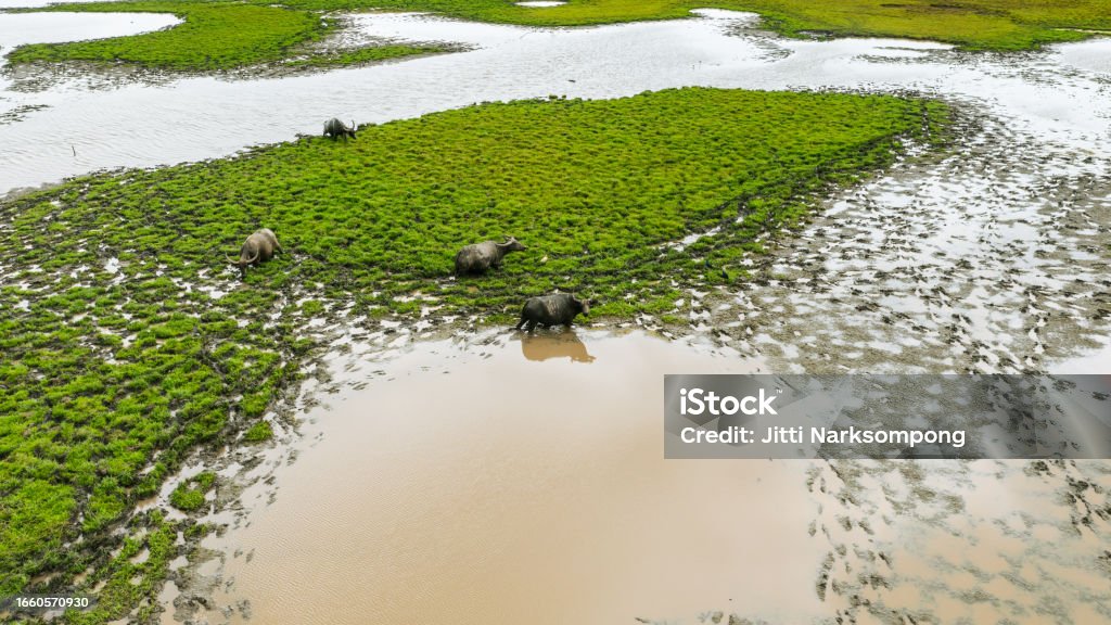 Water Buffalos In Wetland Of Thale Noi National Park Phatthalung ... Water Buffalos In Wetland Of Thale Noi National Park Phatthalung ...