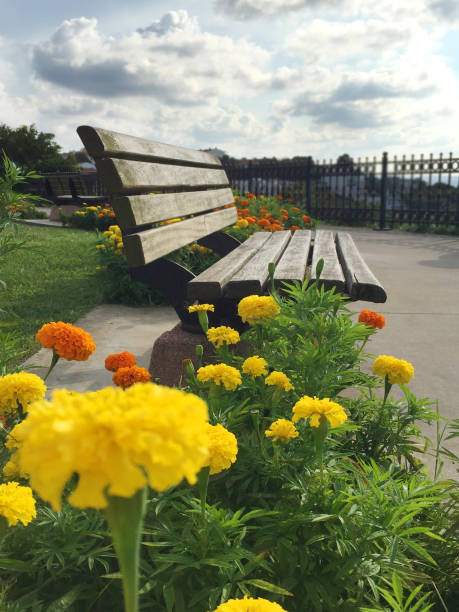 Free Stock Photo of A Bench Next to Yellow Flowers | Download Free ...