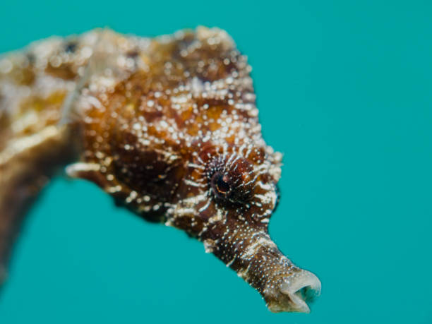 Free Stock Photo of Golden Seahorse | Download Free Images and Free ...