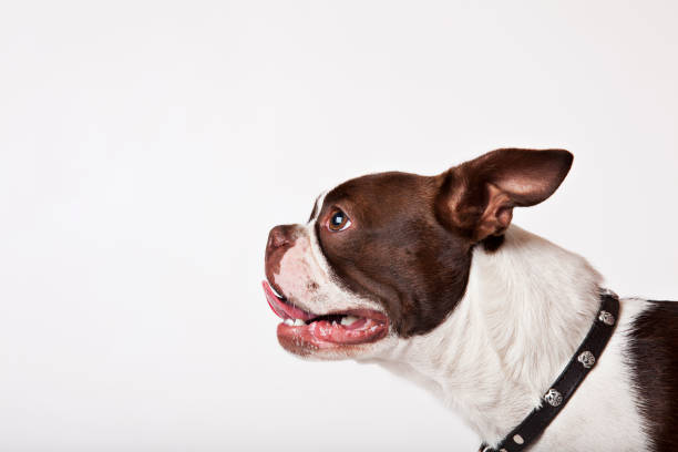 Boston Terrier Pictures [HD] | Download Free Images on Unsplash