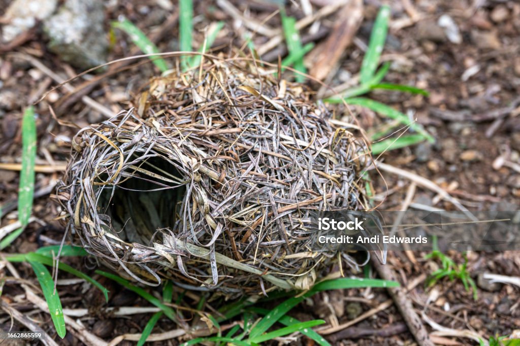 Weaver Bird Nest Empty Nand Fallen From A Tree Mauritius Stock Photo ... Weaver Bird Nest Empty Nand Fallen From A Tree Mauritius Stock Photo ...