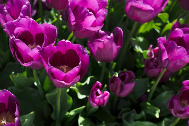 Free Stock Photo of Field of Purple Tulips With Green Leaves | Download ...