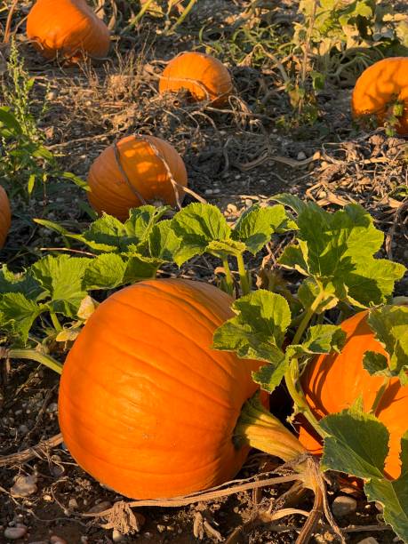 Free Stock Photo of Sunset over a pumpkin field in autumn | Download ...