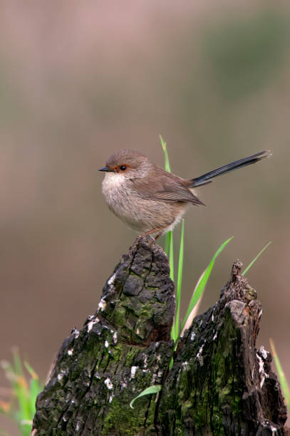 Superb Fairywren Wren - Free photo on Pixabay