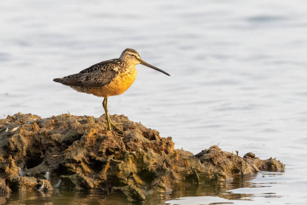 Free Stock Photo of Long-billed Dowitcher | Download Free Images and ...
