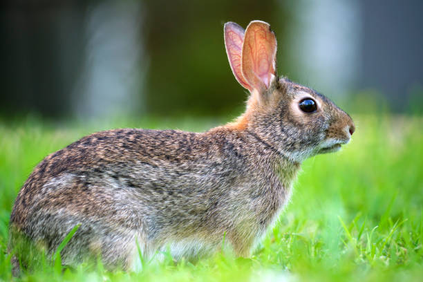 Free Stock Photo of Small Rabbit Eating Grass in Field | Download Free ...