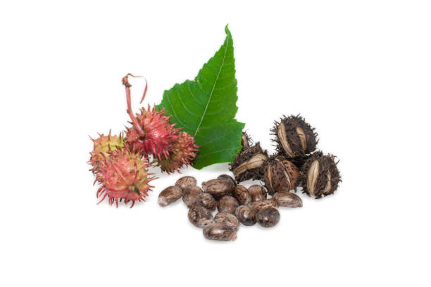 Free picture: Leaf of the castor herb (Ricinus communis)