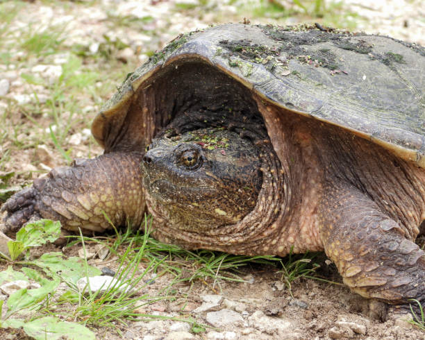 Alligator Snapping Turtle Alligator Snapping Turtle