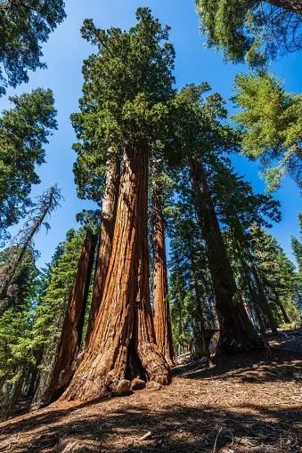 Parc National De Kings Canyon Photos | Télécharger des images gratuites ... Parc National De Kings Canyon Photos | Télécharger des images gratuites ...