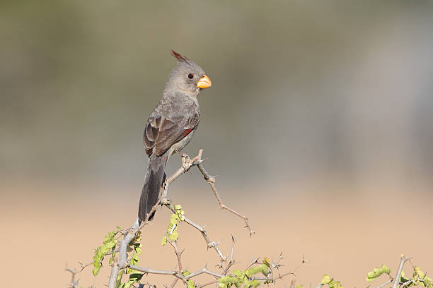 Free picture: pyrrhuloxia, desert, cardinal, bird, cardinalis sinuatus