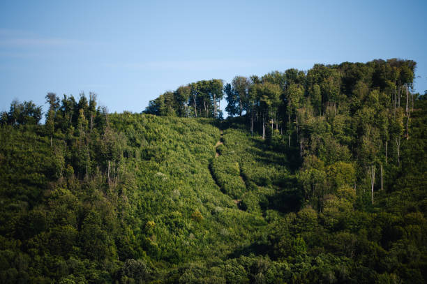Free Stock Photo of Dense Tree-covered Hillside Next to Forest ...