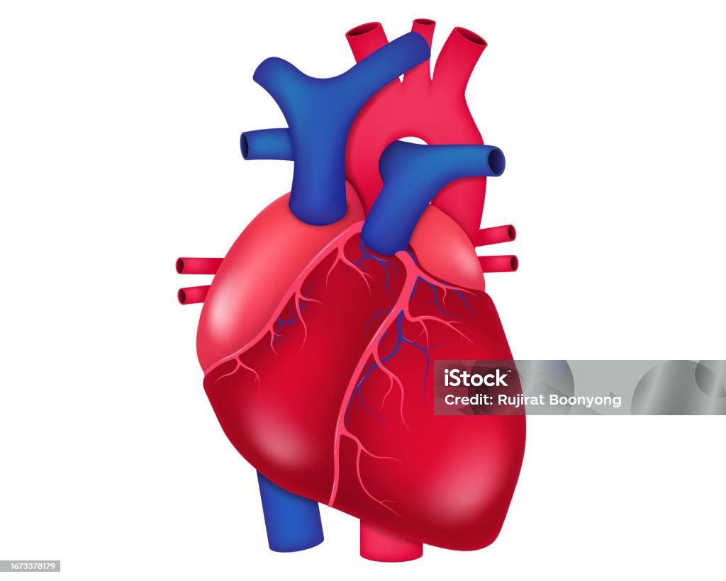 Anatomy Of Human Heart Vector Medical Concept Organs In The Human