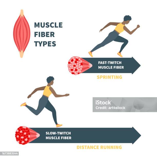 Illustration Des Types De Fibres Musculaires À Contraction Lente Et À Contraction Rapide