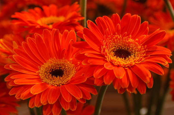 Free Stock Photo of Soft image of orange gerbera daisy on brown ...