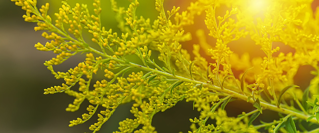 พุ่มไม้ Buquets Ragweed Ambrosia Artemisiifolia และ Solidago Goldenrods ... พุ่มไม้ Buquets Ragweed Ambrosia Artemisiifolia และ Solidago Goldenrods ...