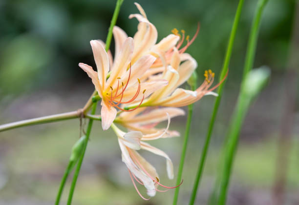 Free Stock Photo of Lycoris squamigera Blooms | Download Free Images ...