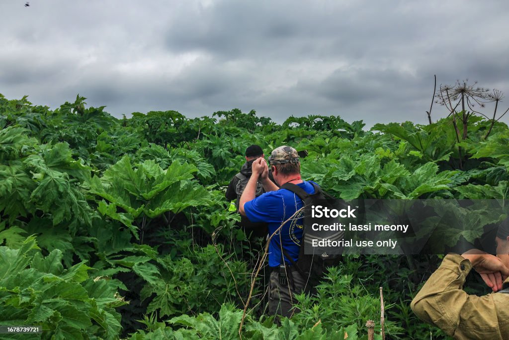 Rescuers Go Deeper Into Swamp In Search Of A Lost Person Stock Photo ... Rescuers Go Deeper Into Swamp In Search Of A Lost Person Stock Photo ...