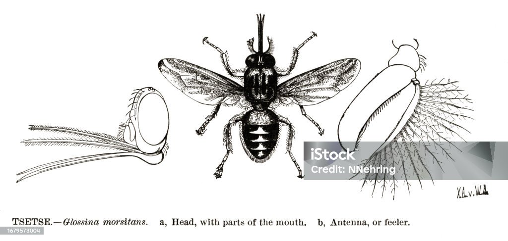 Woodcut Of Tsetse Fly Glossina Morsitans Stock Illustration Download Image Now 1880 1889