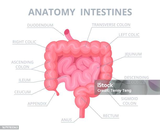 Structure De Lintestin Humain Anatomie Des Organes Internes De Bande