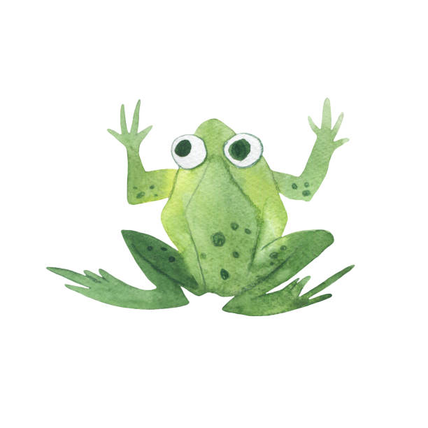 40+ Frogs Legs France Stock Illustrations, Royalty-Free Vector Graphics ... 40+ Frogs Legs France Stock Illustrations, Royalty-Free Vector Graphics ...