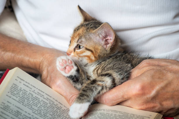 Free Stock Photo of Man Holding Small Kitten in Hands | Download Free ...