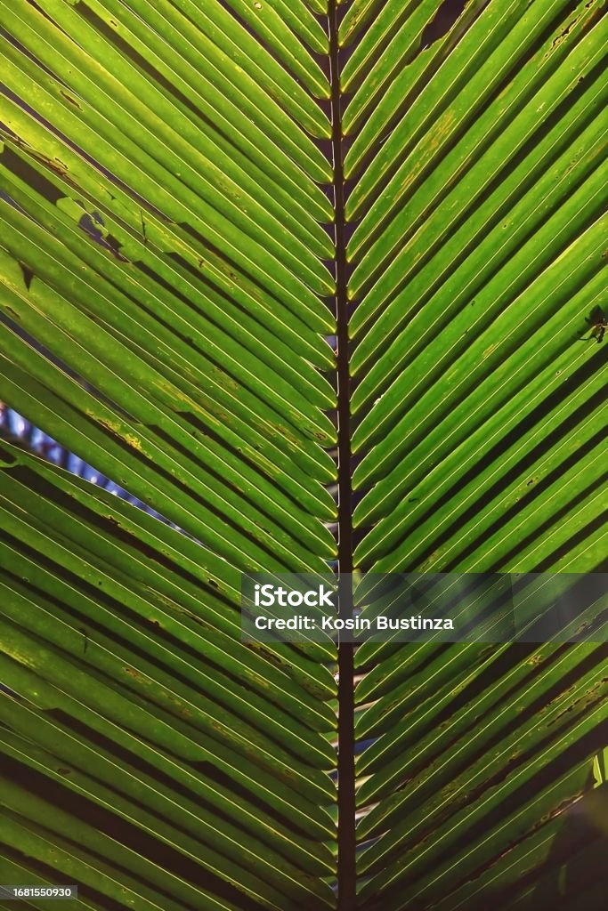 Close Up Green Palm Leaf Texture Leaf Of Bottle Plam Tree Ornamental