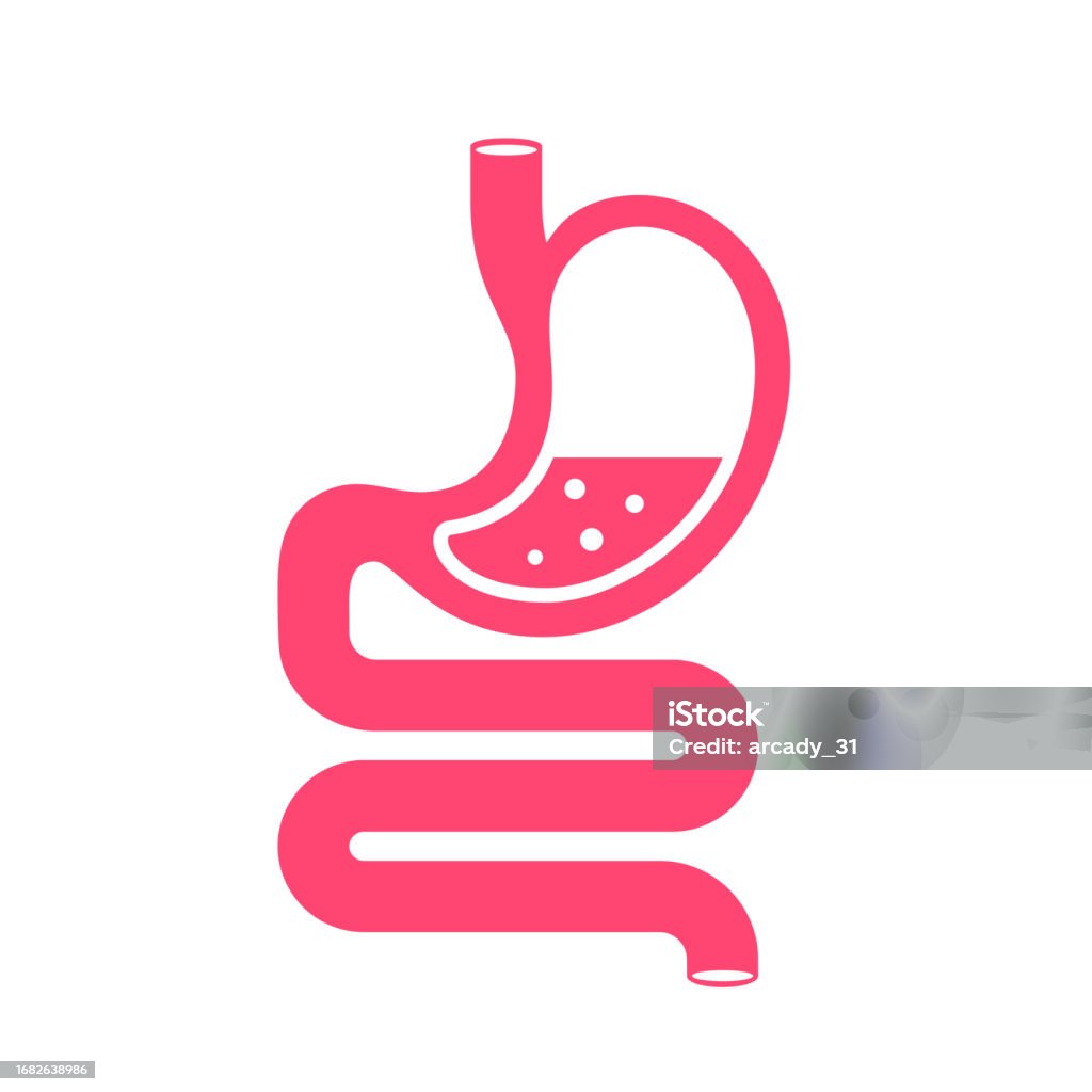 Human Digestive System Vector Cartoon Stomach And Large Intestine Stock