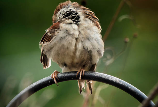 Sparrow Puffed Feathers - Free photo on Pixabay