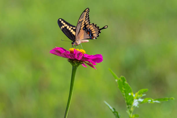 Free Stock Photo of Swallowtail Butterfly Landed on Zinnia Flower ...
