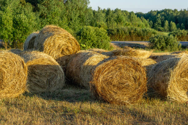 Free golden sheaves stock photos. Download the best free golden sheaves ...