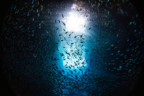 Free Stock Photo of School of fish underwater shot | Download Free ...