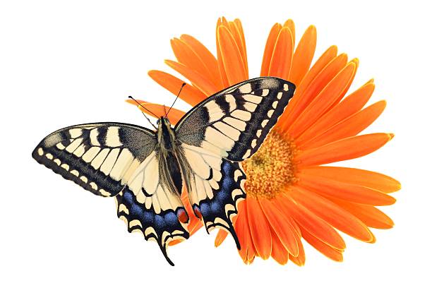 Free Stock Photo of Swallowtail Butterfly on Orange Flowers | Download ...