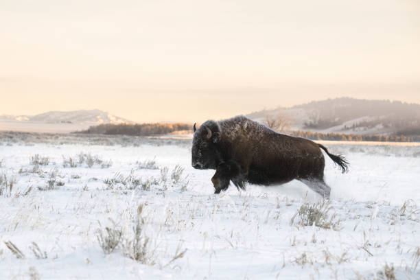 Free Stock Photo of Bison Close Up in Snow | Download Free Images and ...